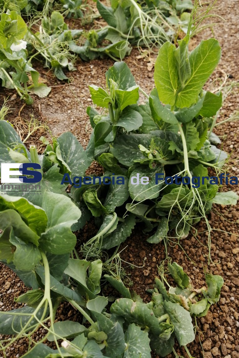 Cholula es productor de la hoja de chicharo - Agencia de Fotografía Es ...