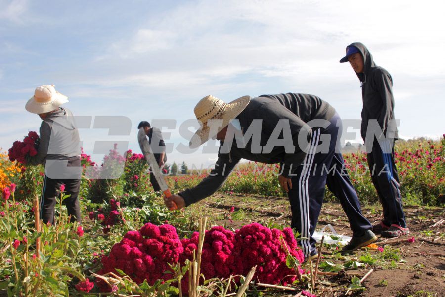 Corte de flor en Cholula - Agencia de Fotografía Es Imagen