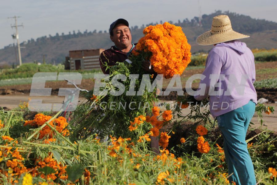 Corte de flor en Cholula - Agencia de Fotografía Es Imagen