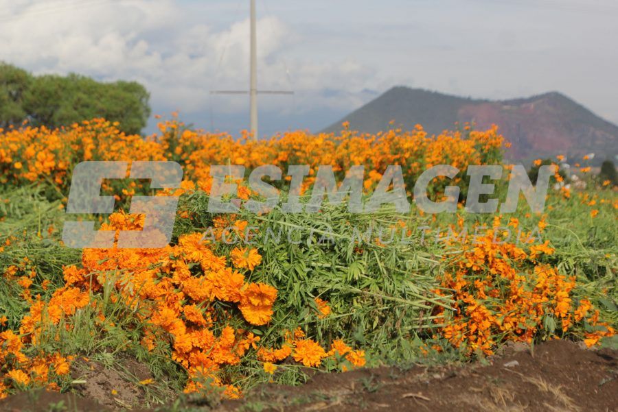 Corte de flor en Cholula - Agencia de Fotografía Es Imagen