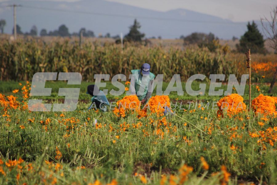 Corte de flor en Cholula - Agencia de Fotografía Es Imagen