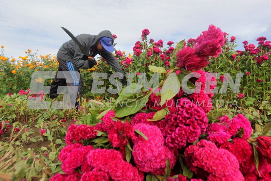 Corte de flor en Cholula - Agencia de Fotografía Es Imagen