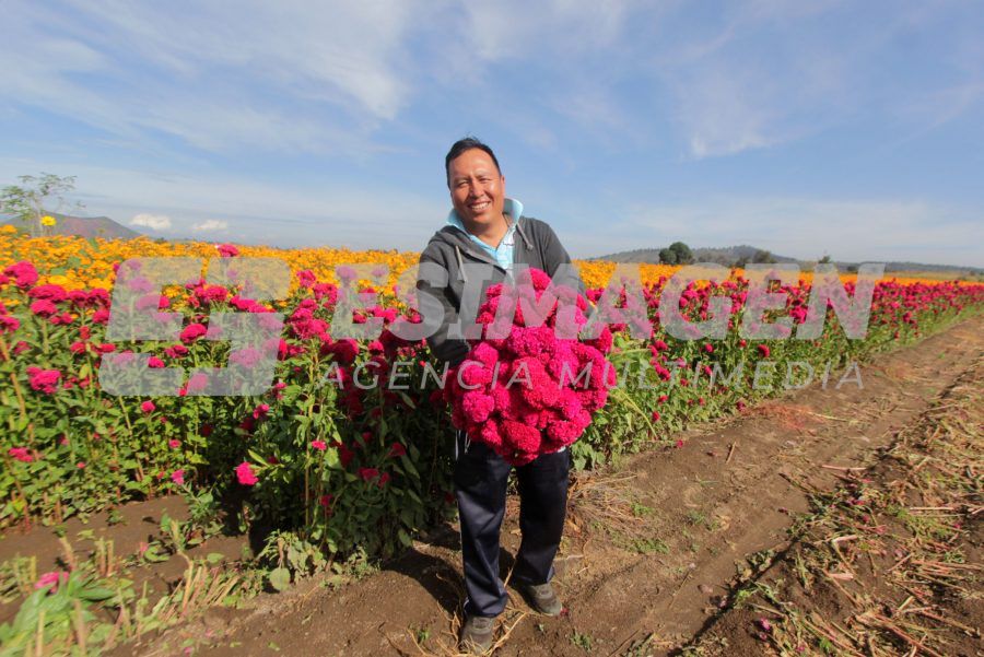 Corte de flor en Cholula - Agencia de Fotografía Es Imagen
