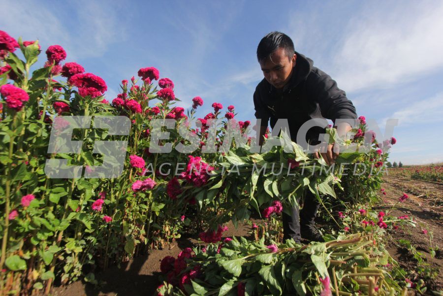 Corte de flor en Cholula - Agencia de Fotografía Es Imagen