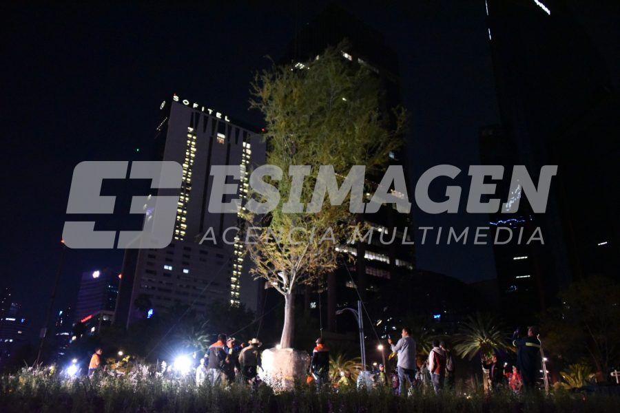 Plantan Ahuehuete en Paseo de la Reforma - Agencia de Fotografía Es Imagen