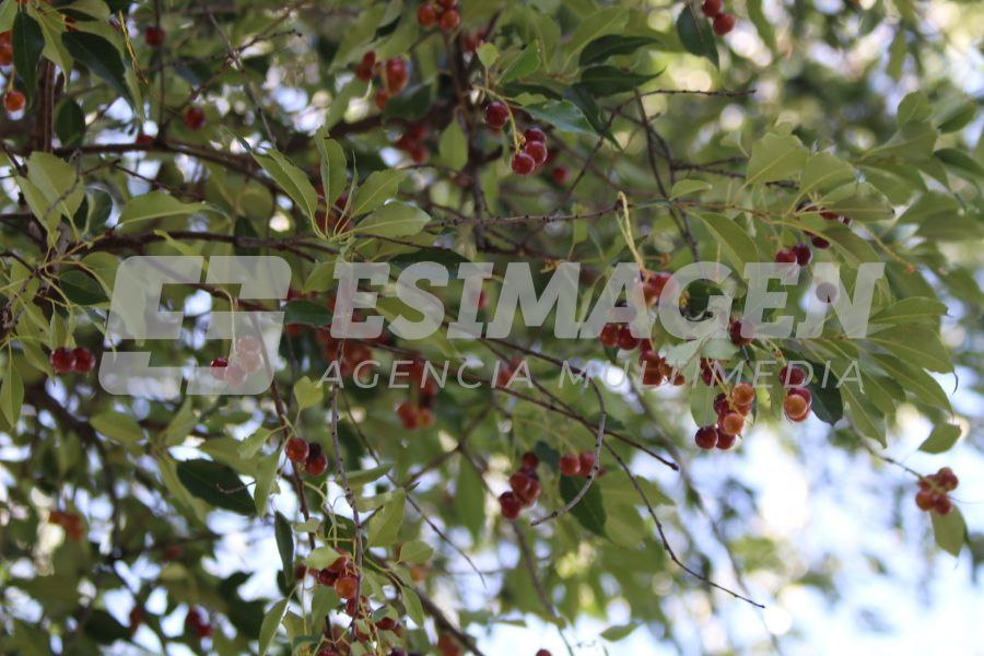 Inicia la temporada de capulines - Agencia de Fotografía Es Imagen