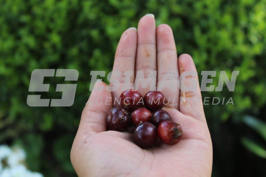 Inicia la temporada de capulines - Agencia de Fotografía Es Imagen