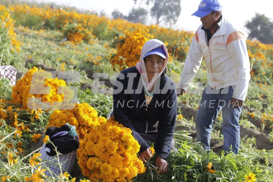 Corte de flor de cempasúchil en San Pedro Cholula - Agencia de ...