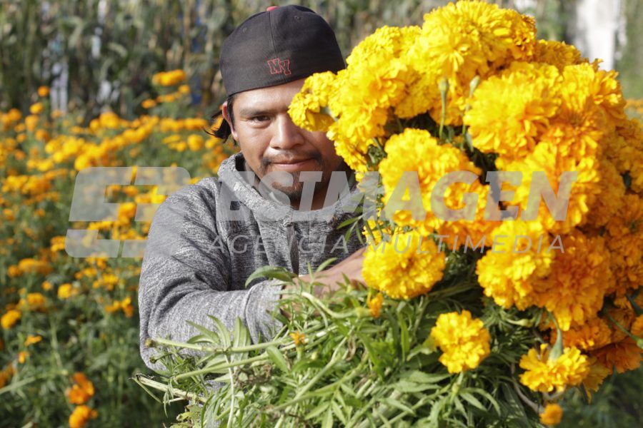 Corte de flor de cempasúchil en San Pedro Cholula - Agencia de ...