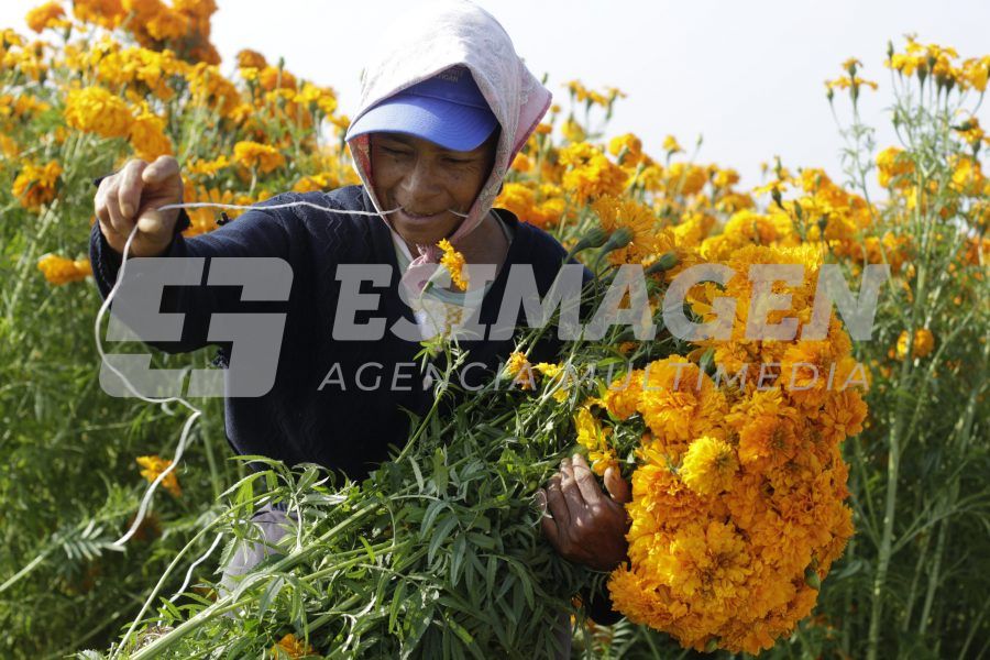 Corte de flor de cempasúchil en San Pedro Cholula - Agencia de ...