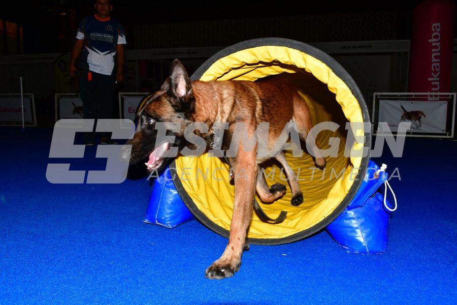 Perros de varias partes del mundo participan en el Dog Show Acapulco ...