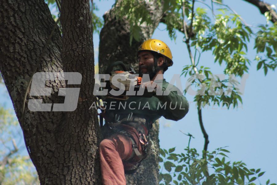 "Arborista", el oficio de podar los árboles desde las alturas - Agencia ...