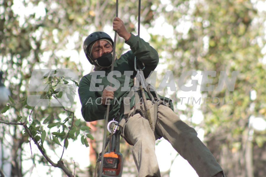 "Arborista", el oficio de podar los árboles desde las alturas - Agencia ...