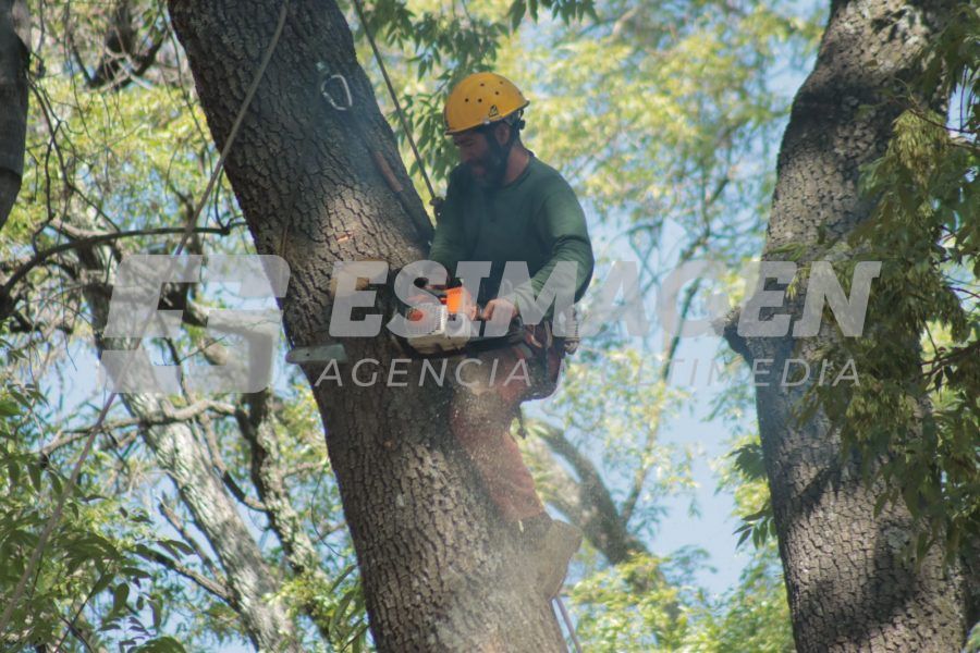 "Arborista", el oficio de podar los árboles desde las alturas - Agencia ...