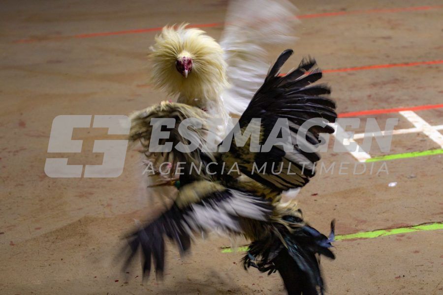 Da inicio Derby Intercontinental 2023 - Agencia de Fotografía Es Imagen
