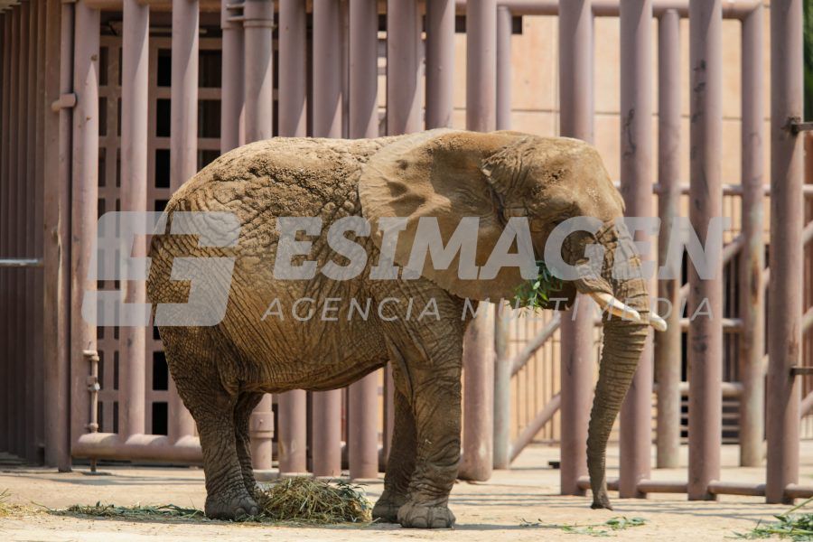 Marina Robles explica condiciones de la elefanta Ely - Agencia de ...