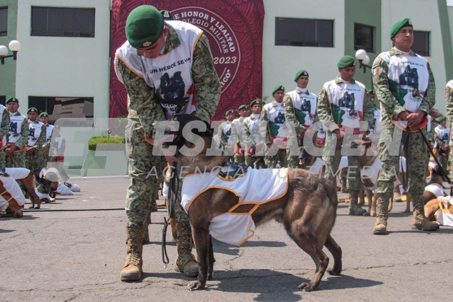 Presentación de "Arkadas" el perro de rescate que donó Turquía ...