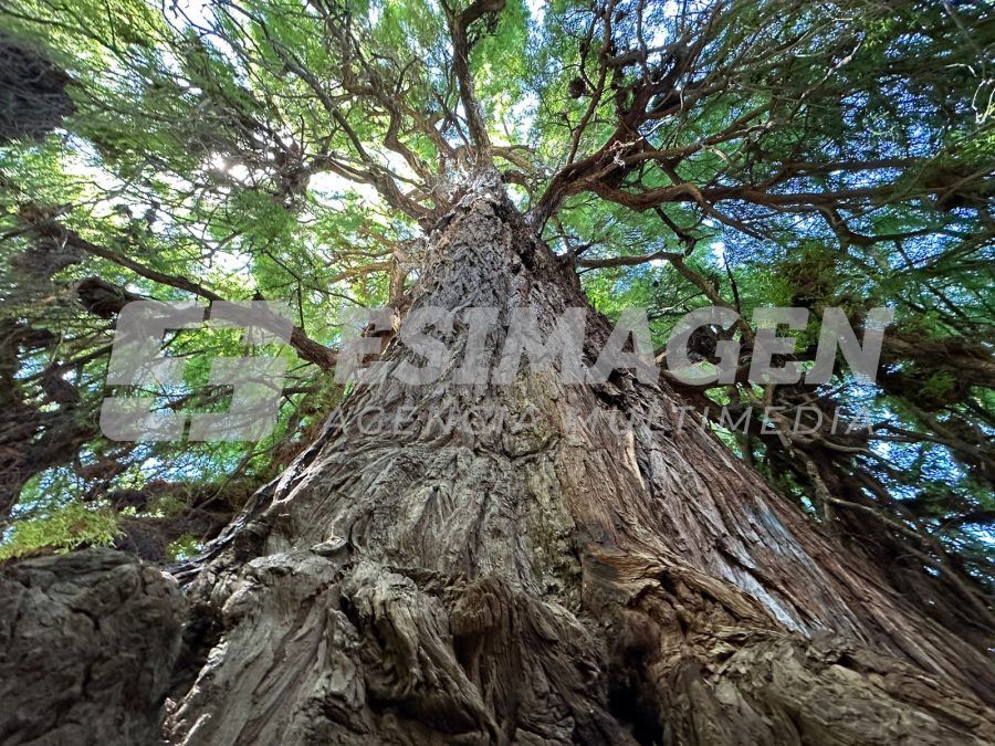 "El palo huérfano", un ahuehuete con un tronco de 10 metros de diámetro ...