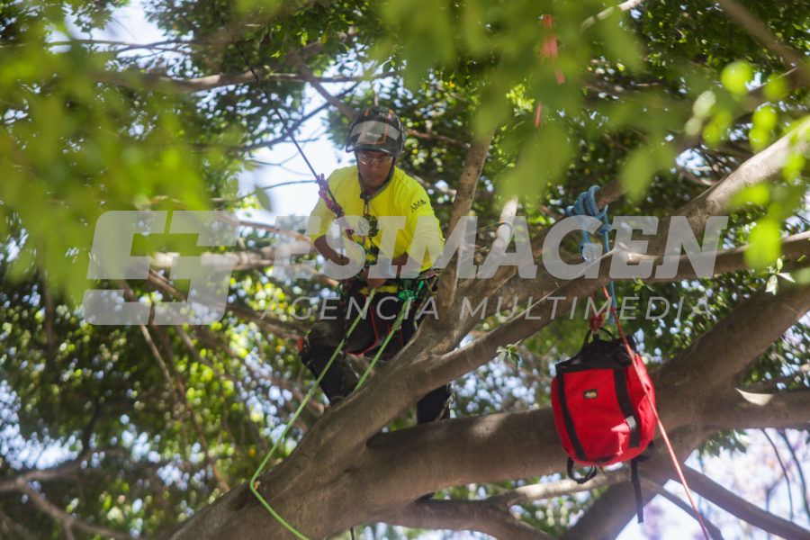Campeonato Mexicano de Trepa de Árboles en Puebla - Agencia de ...