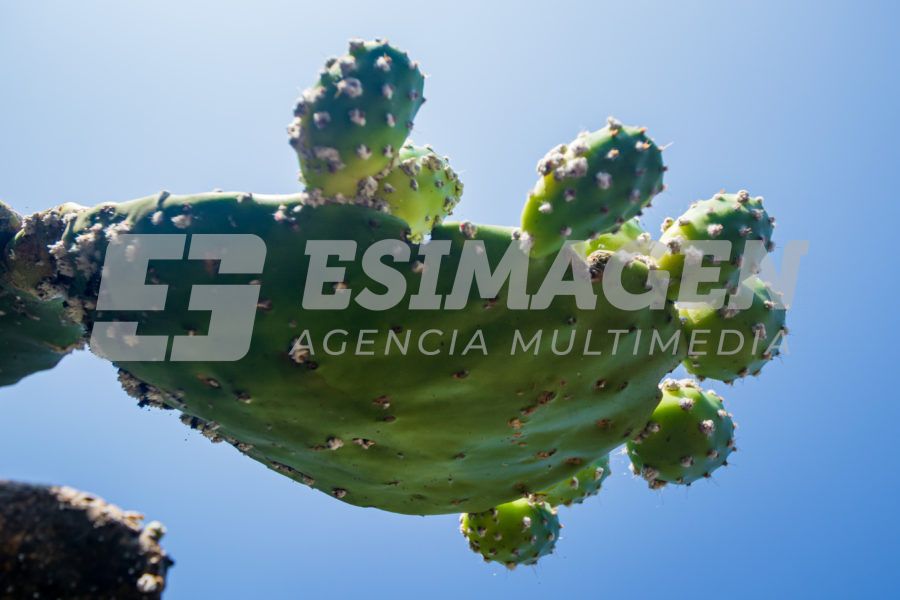 La Cochinilla: el insecto que revolucionó los tintes rojos - Agencia de ...