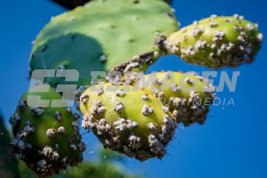 La Cochinilla: el insecto que revolucionó los tintes rojos - Agencia de ...