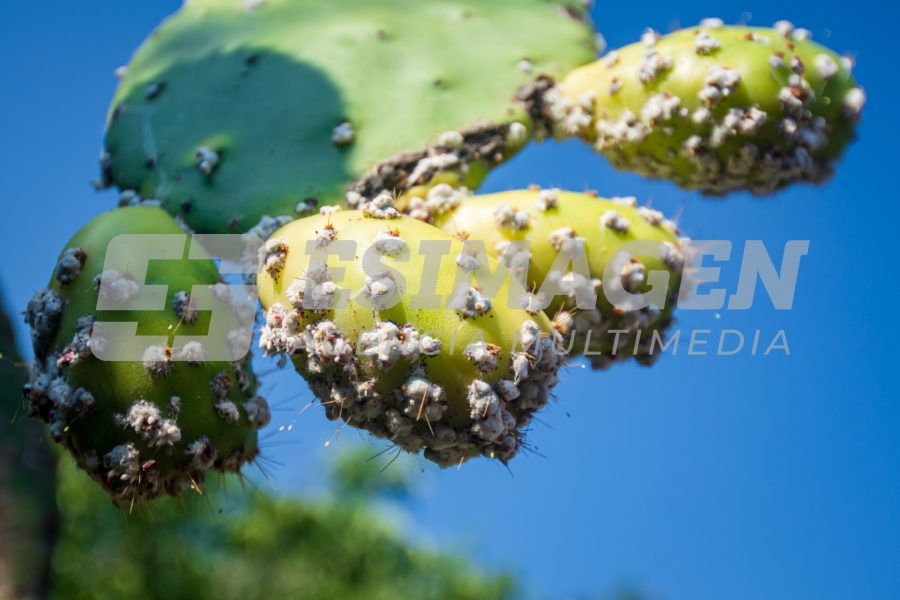 La Cochinilla: el insecto que revolucionó los tintes rojos - Agencia de ...