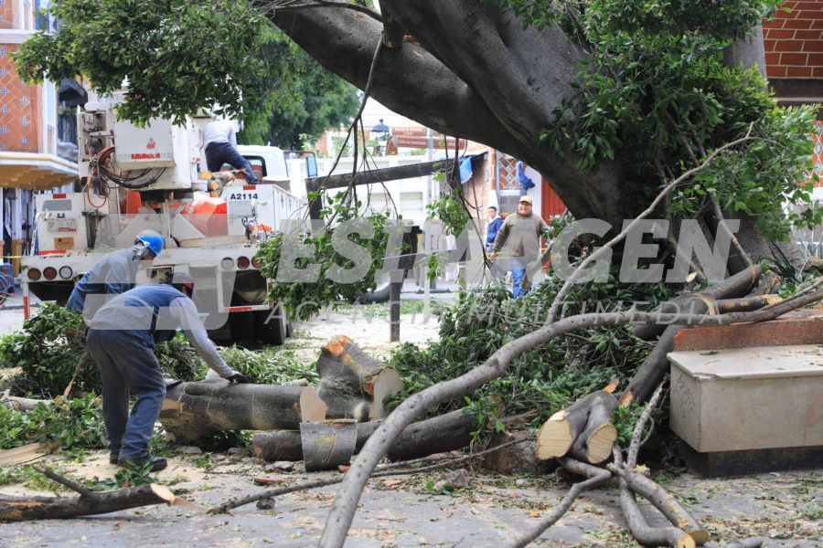 Retiran árbol caído del Barrio del Artista - Agencia de Fotografía Es ... Retiran árbol caído del Barrio del Artista - Agencia de Fotografía Es ...