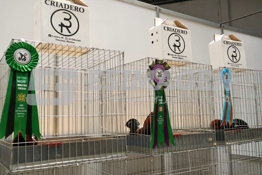 "Mega Derby Intercontinental llega al Centro Expositor de Tlaxcala ...