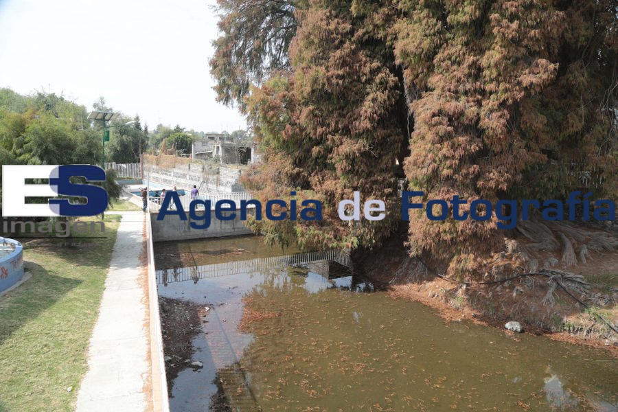 Ahuehuete de Sanata María Acuexcomac - Agencia de Fotografía Es Imagen