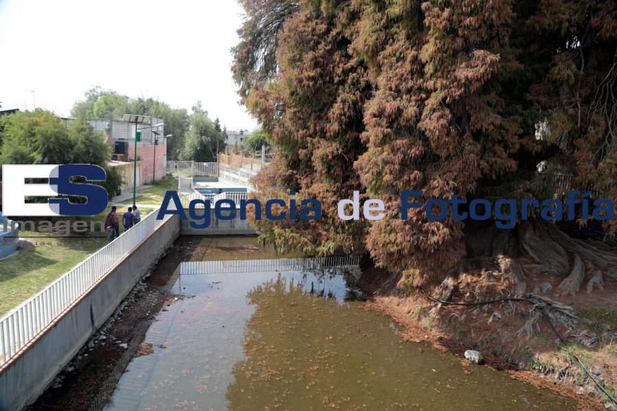 Ahuehuete de Sanata María Acuexcomac - Agencia de Fotografía Es Imagen