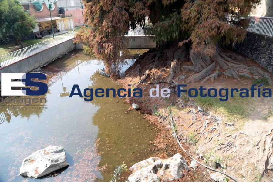 Ahuehuete de Sanata María Acuexcomac - Agencia de Fotografía Es Imagen