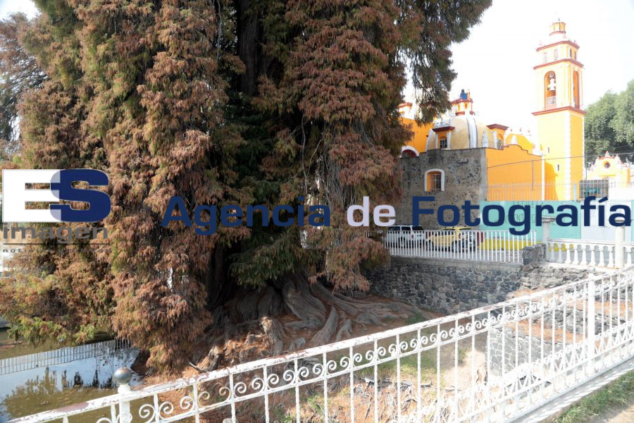 Ahuehuete de Sanata María Acuexcomac - Agencia de Fotografía Es Imagen